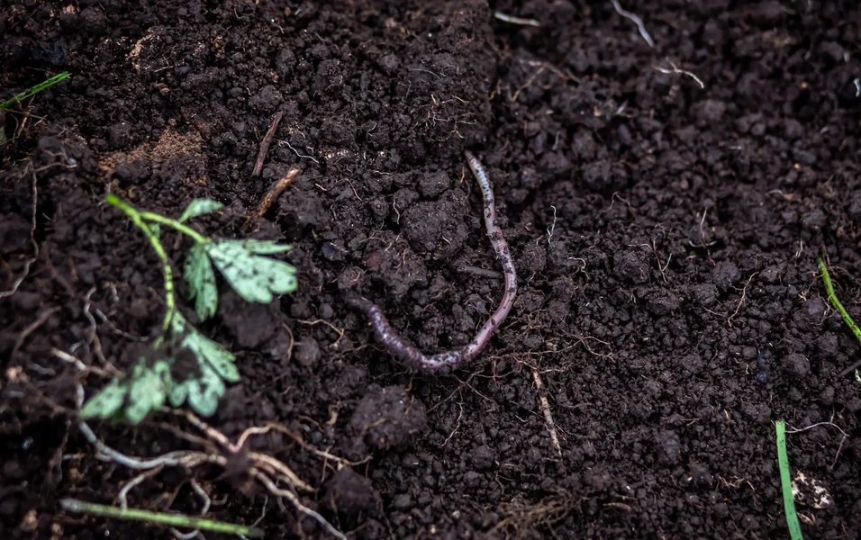 Soil care tips for thriving gardens
