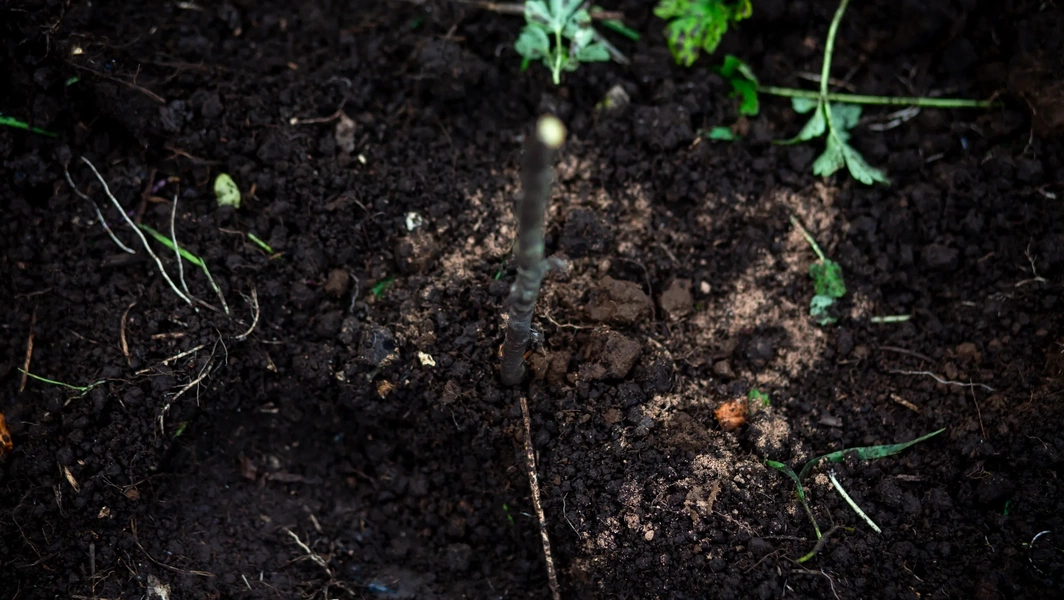 Soil care tips for thriving gardens