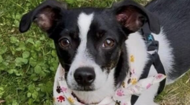 Small dog, big heart: Pixie is still waiting & rescuers can’t figure ...