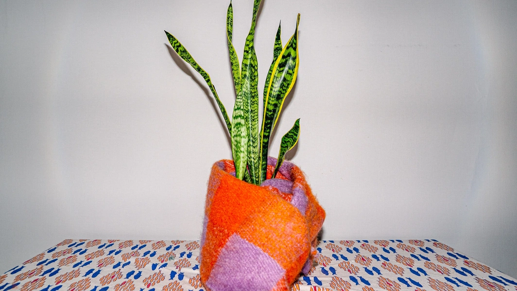 How to fix yellow snake plant leaves