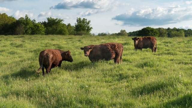 Tiny 'specks of dust' ticks are swarming the Hudson Valley, and one ...
