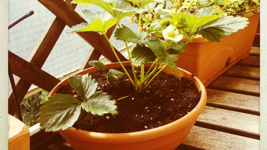 10 plants that benefit from coffee grounds and spray