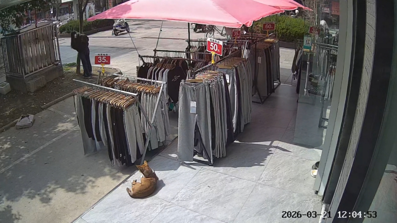 Tree topples onto clothing stall, startling dog in Jiangsu