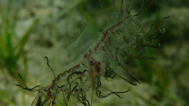 New Jersey warns beachgoers as tiny invasive jellyfish with potent ...