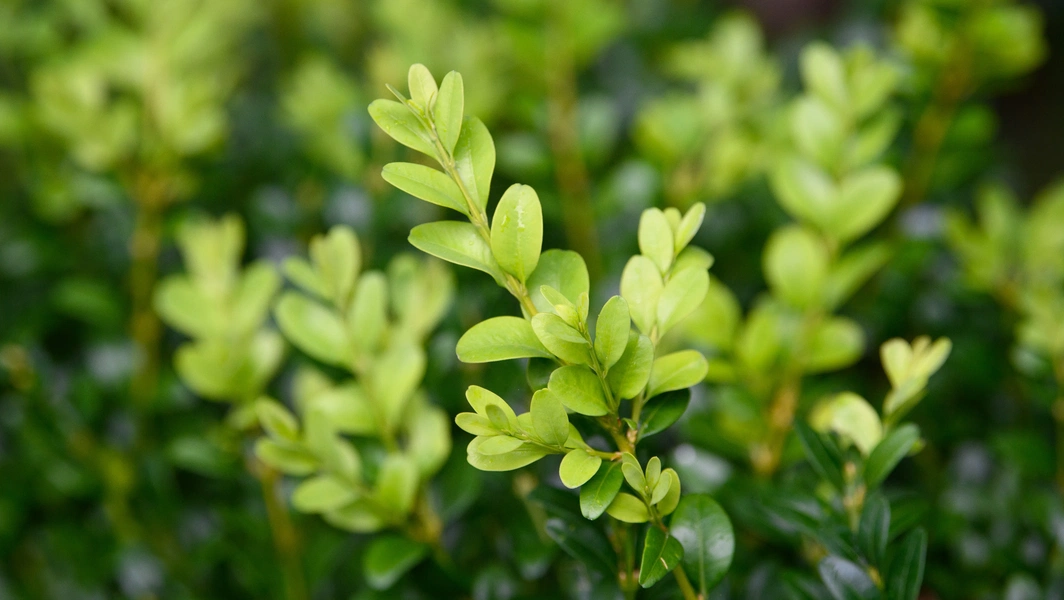 17 plants for year-round border color and structure