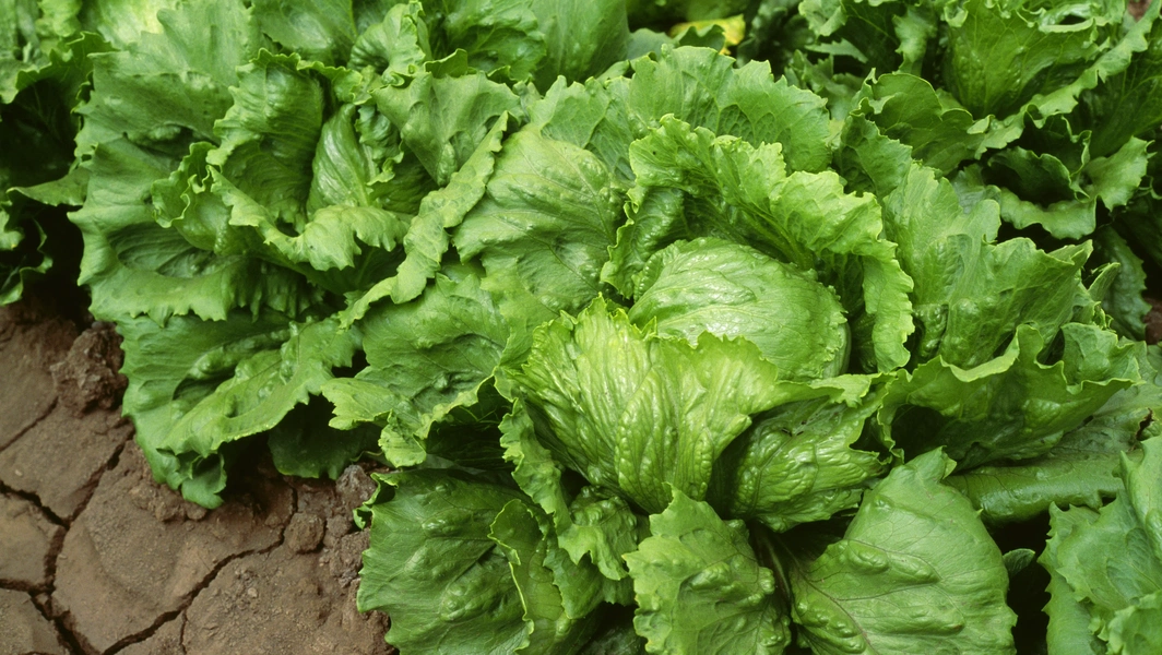 Why iceberg lettuce deserves a second look