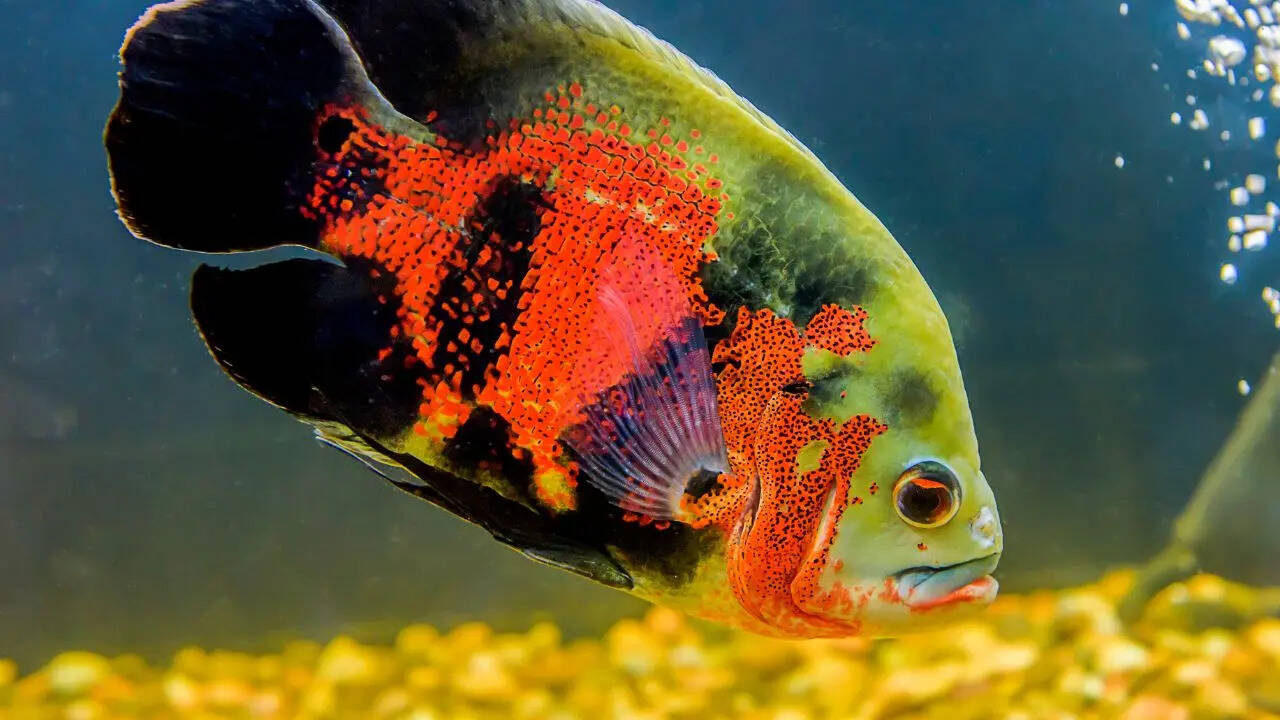 5 giant aquarium fish that bring life and personality to your tank