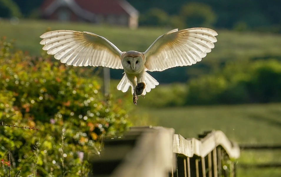 Why barn owls are your backyard’s secret heroes