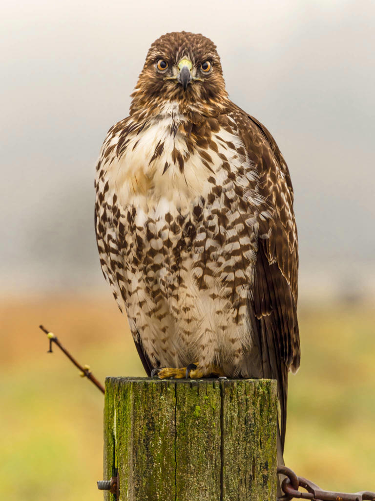Watch a red-tailed hawk and rat snake face off in an epic wildlife standoff