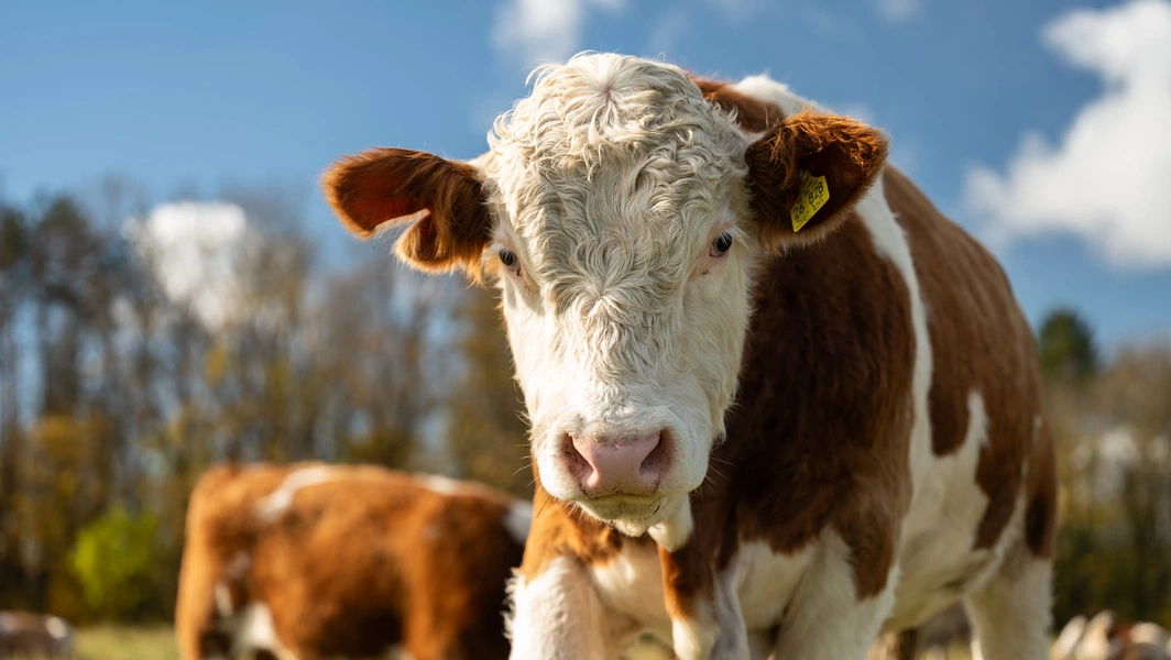Cows’ intelligence, social bonds, and cultural significance