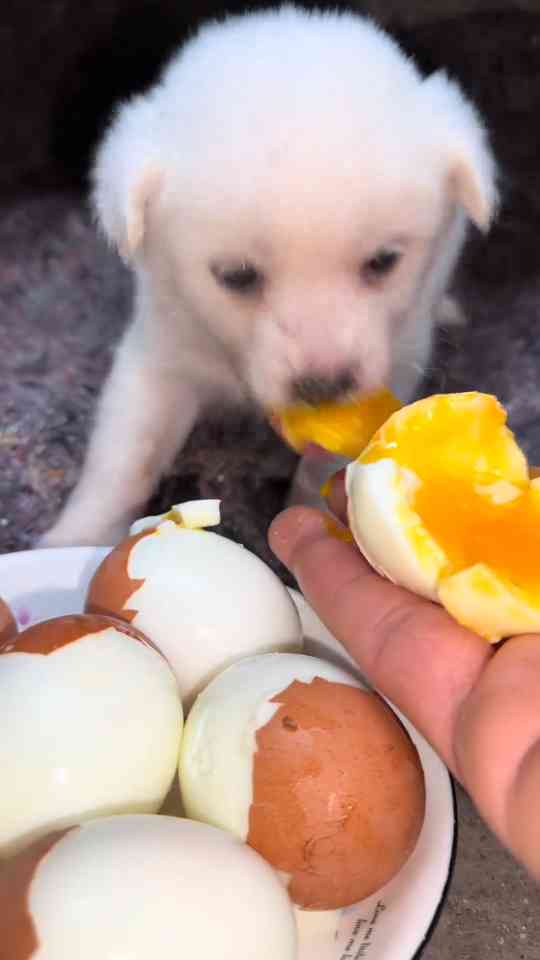 The funny routine chewing action of a domestic dog completely obsessed ...