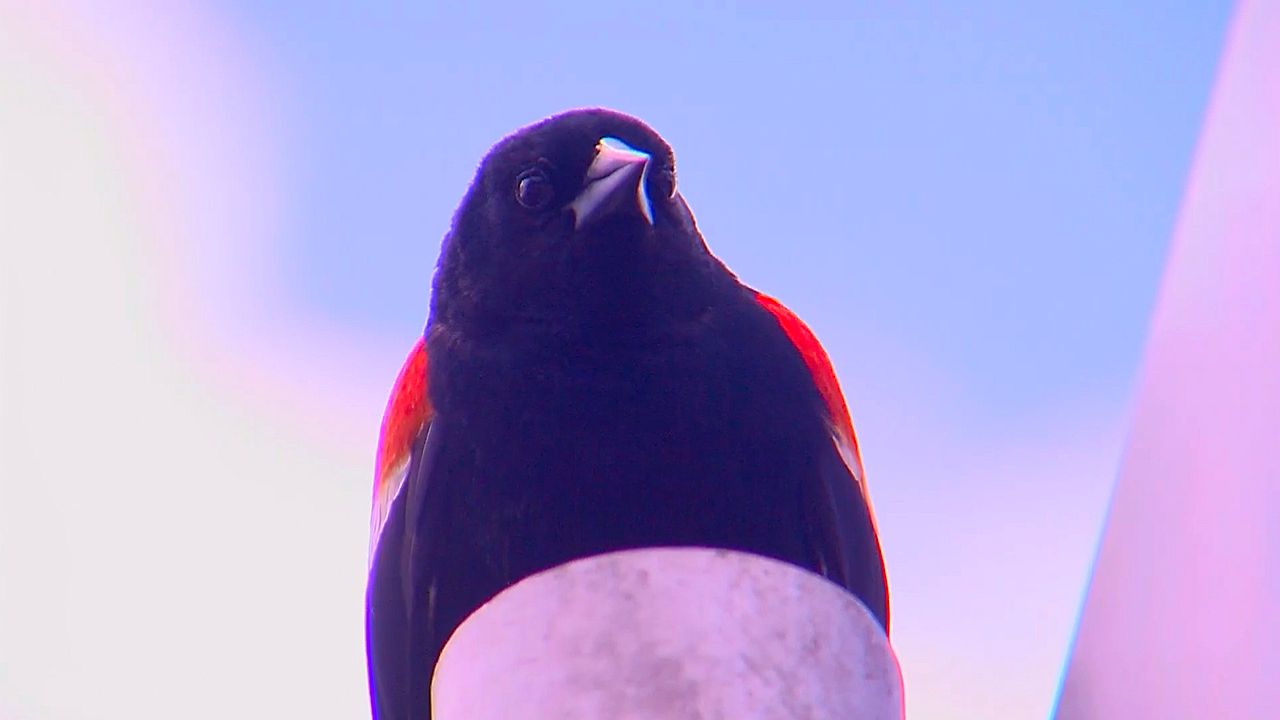 Aggressive birds dive-bomb passersby near Wisconsin park during nesting ...