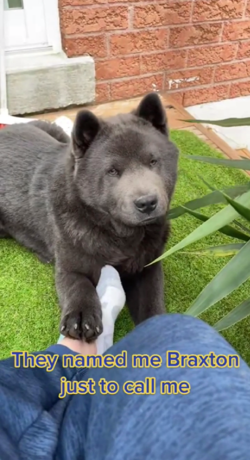 Chow chow puppy who refuses to leave his mom’s side