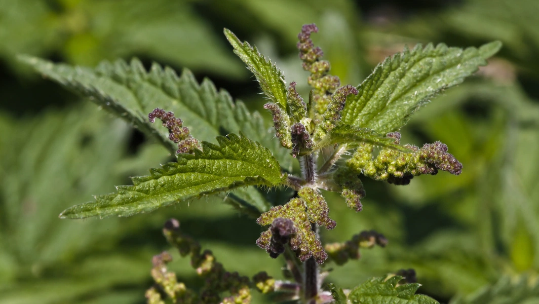 5 natural fertilizers to boost plant health
