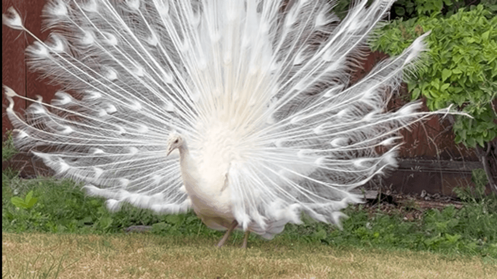White peacock struts Boise neighborhood
