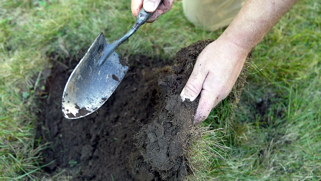 Identifying and controlling lawn grub infestations