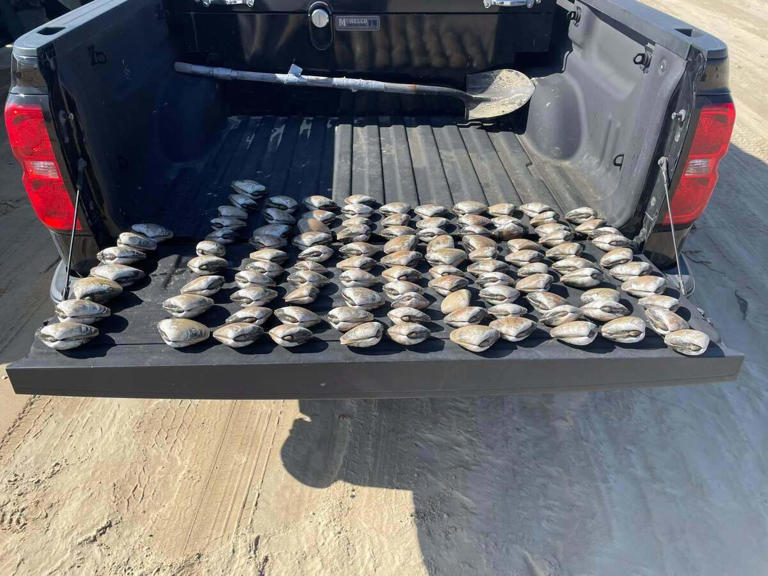 Poachers busted with over 100 illegally harvested Pismo clams at Oceano ...