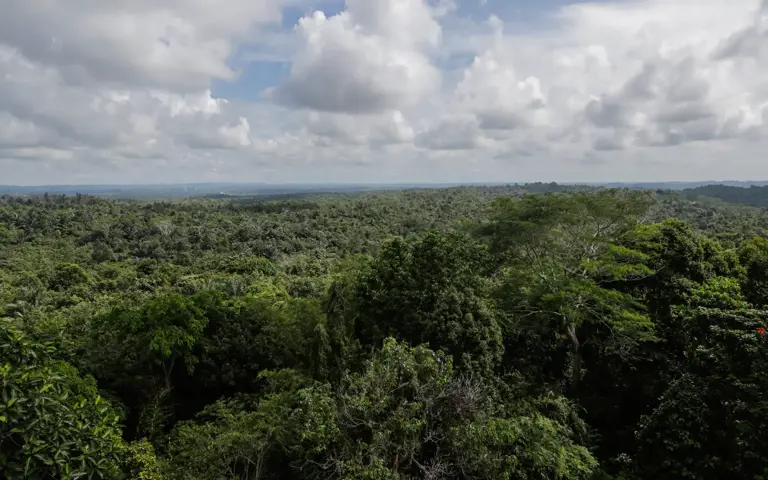 Scientists discover 'hyperparasite' in Borneo jungle