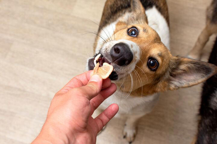 Pre- and probiotics make it easy to maintain your dog's gut health