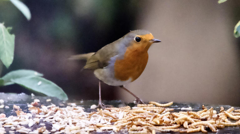 Don't Throw Out An Old Muffin Tin: Reuse It To DIY A Feeder Birds Will Love