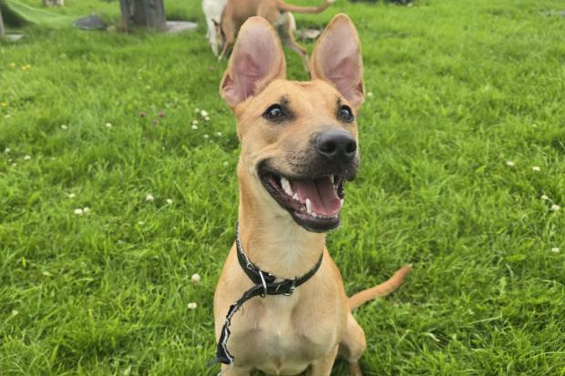 Sweet young lurcher Selma seeks calm foster home in Cumbria