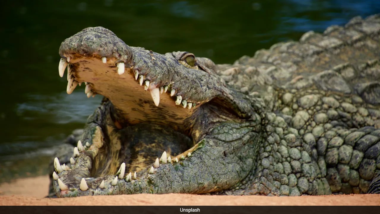 Stranger throws 3-year-old boy into zoo crocodile pit before heroic ...