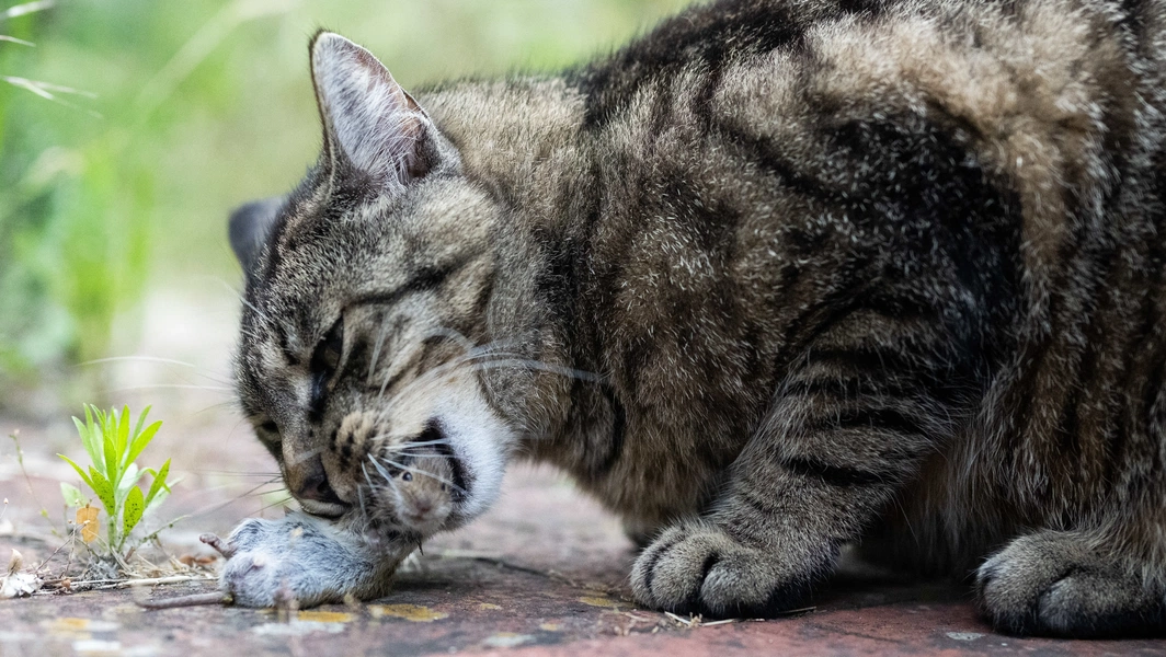 Decode your cat’s sudden mood swings