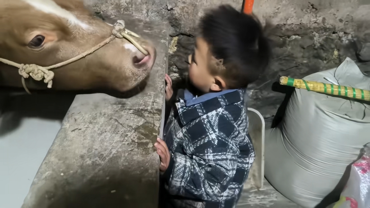 Boy gets surprised when cow licks him!