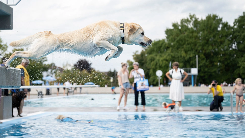 10 dog breeds born to swim