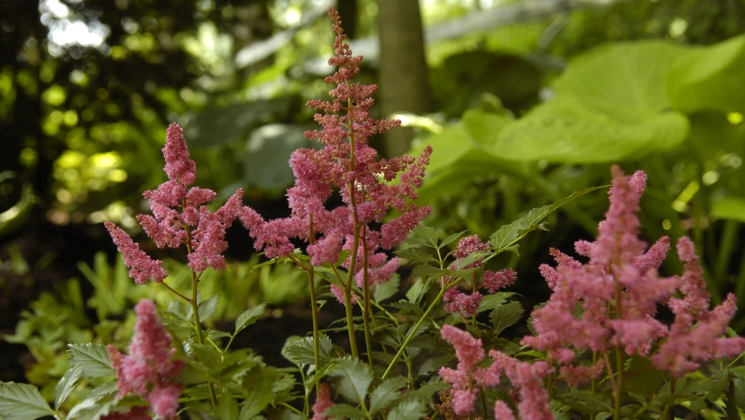 18 flowers perfect for growing under trees