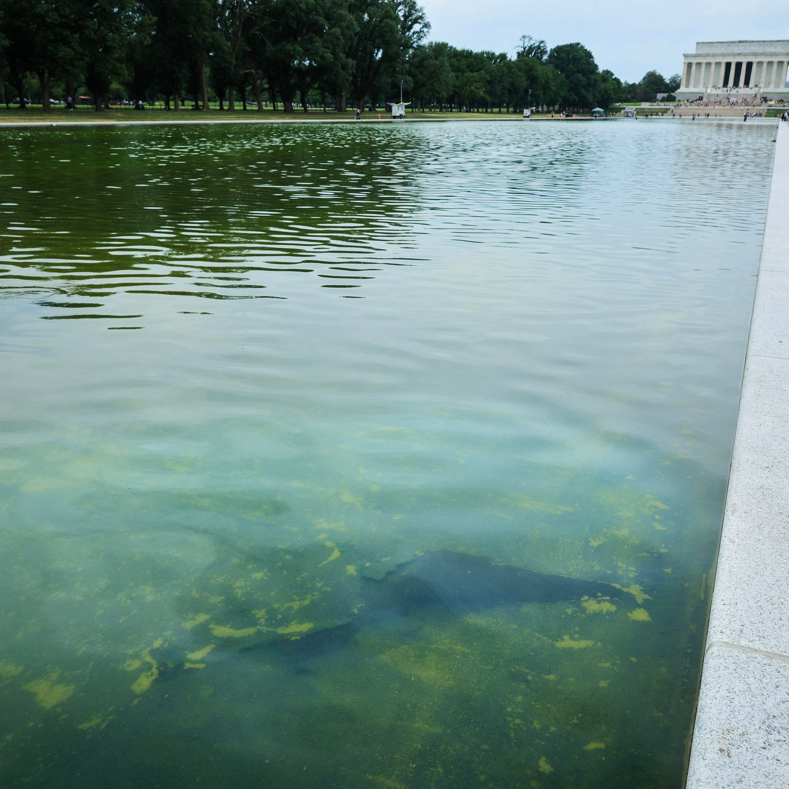 Rips appear in Reflecting Pool's new surface after algae turn water green
