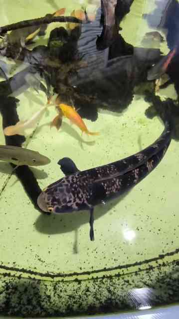 Encontro com um snakehead gigante impressionante