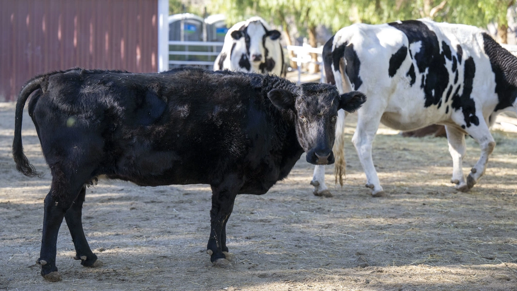 Rescue stories and the science of cow friendships