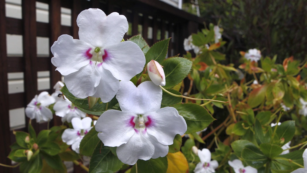 6 low-maintenance plants for shaded gardens