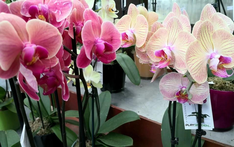 Orchid care made simple for thriving blooms