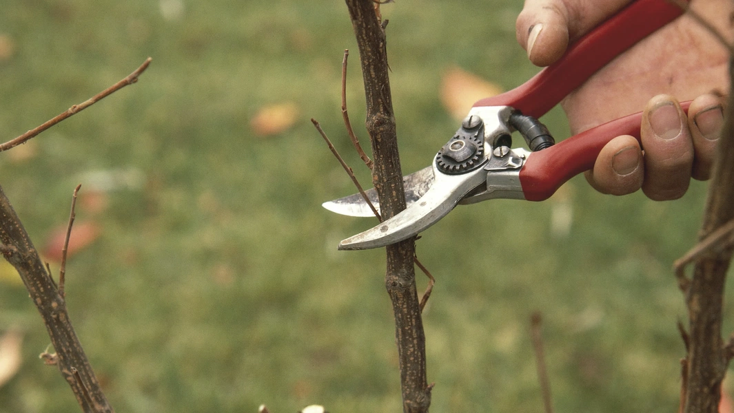 Expert tips for pruning crepe myrtles