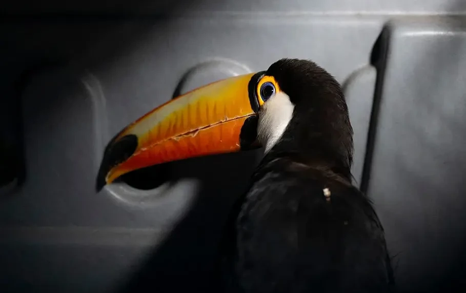Why the keel-billed toucan needs our voice