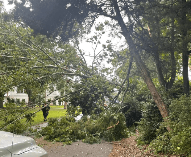 Isle of Palms road closed due to large fallen tree: police