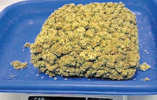 Rs 11 crore hydroponic weed seized from two Kerala flyers in Chennai ...