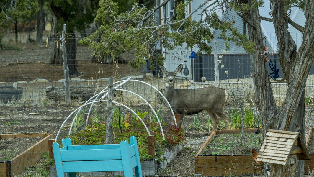 Practical strategies to protect gardens from deer