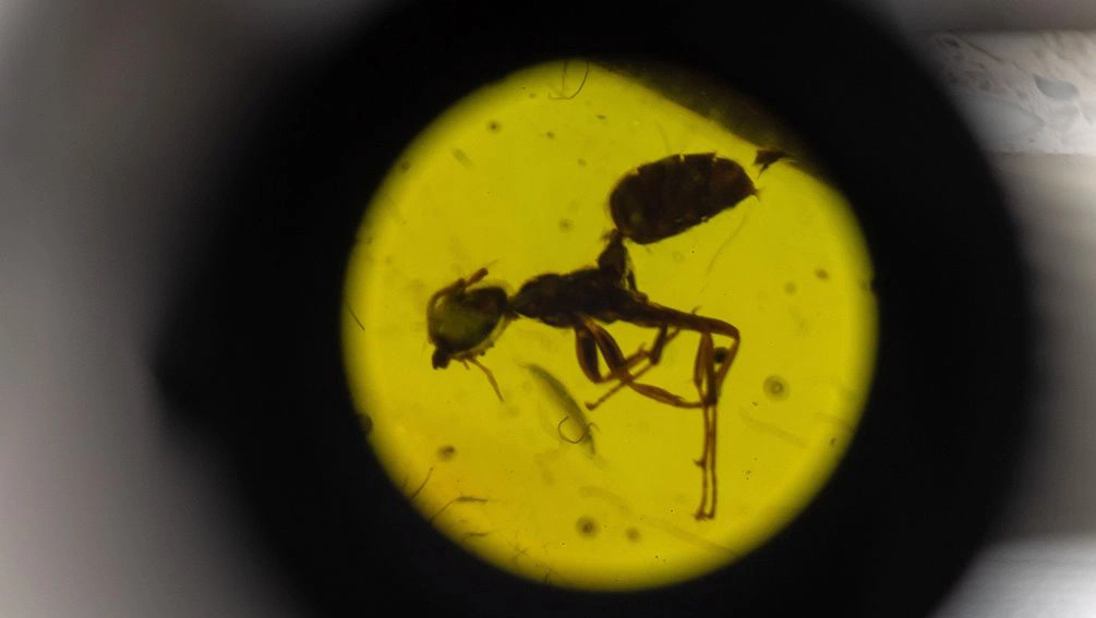 10 fascinating microscopic worlds revealed