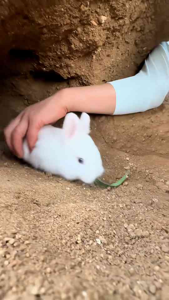 The surprising routine capture of two relaxed wild bunnies discovered ...