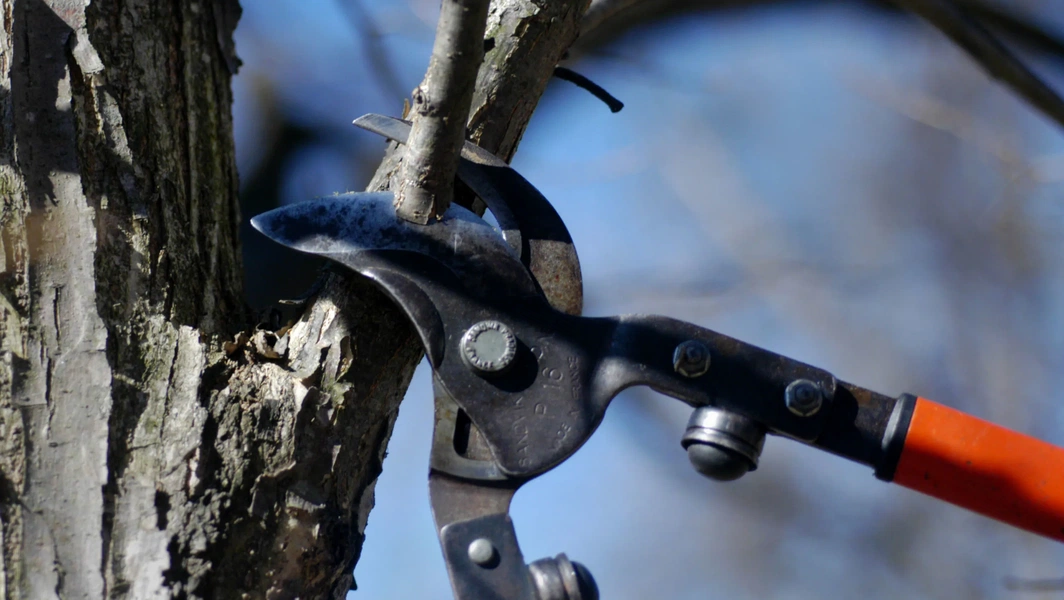 Expert tips for pruning crepe myrtles