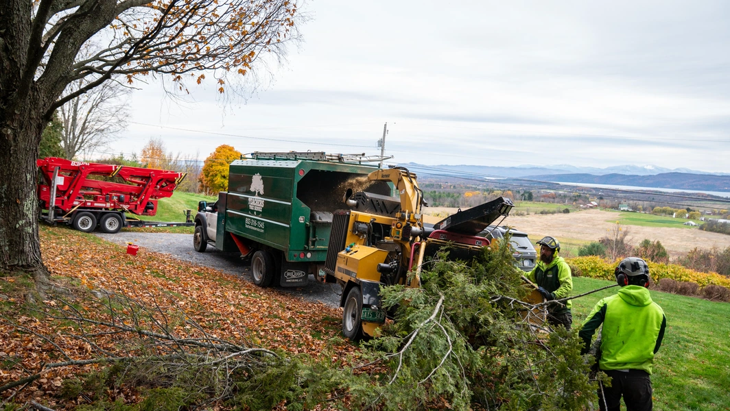 Best practices after tree stump removal