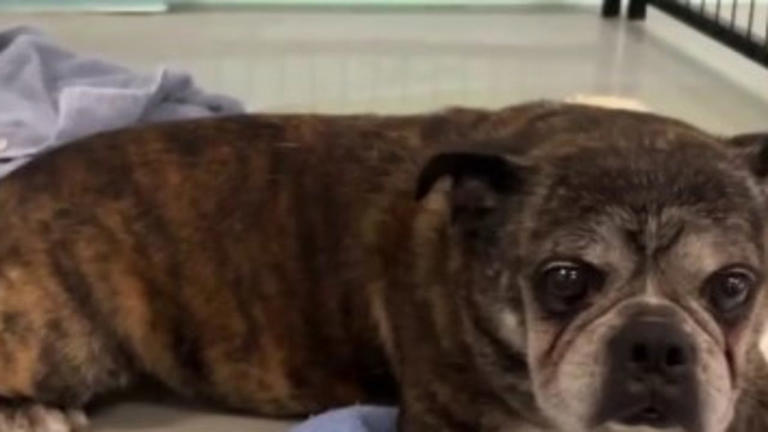 80 Chihuahua mixes rescued from suspected Houston hoarding situation ...