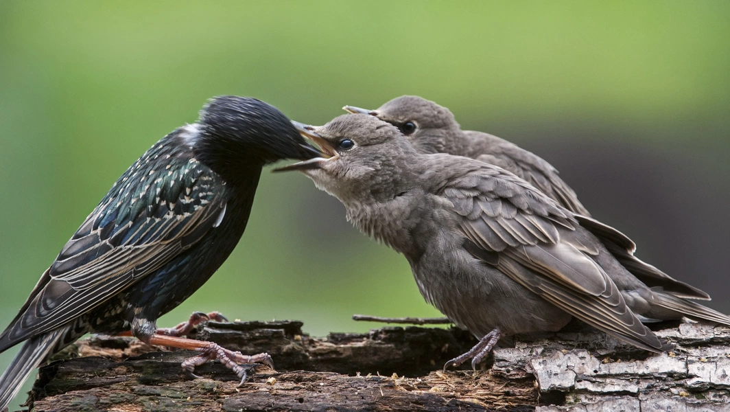 What to do when you find a baby bird