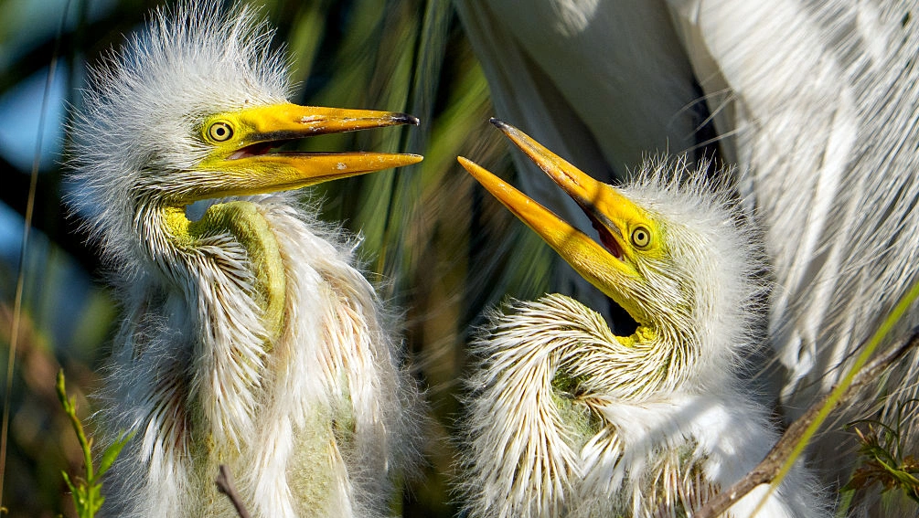What to do when you find a baby bird