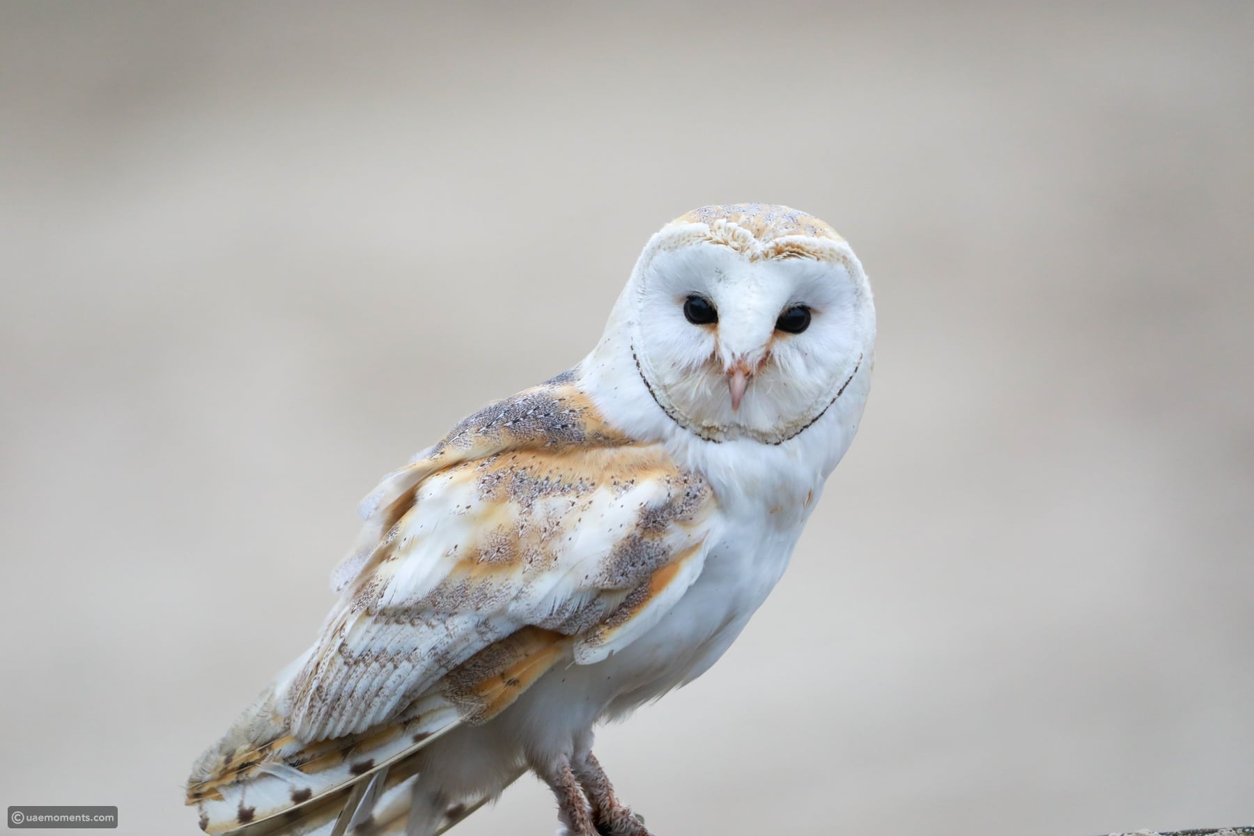 From bats to snakes: 12 animals with exceptional hearing