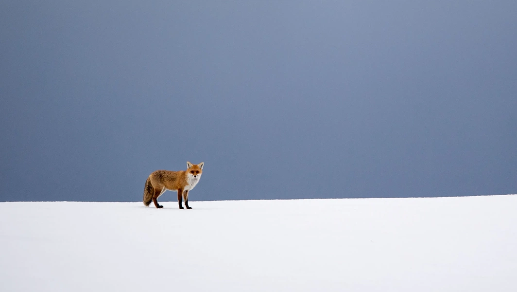 8 Finnish wildlife photographers capturing nature's beauty