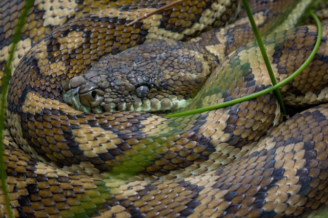 Queensland snake catcher drags out massive python already digesting ...